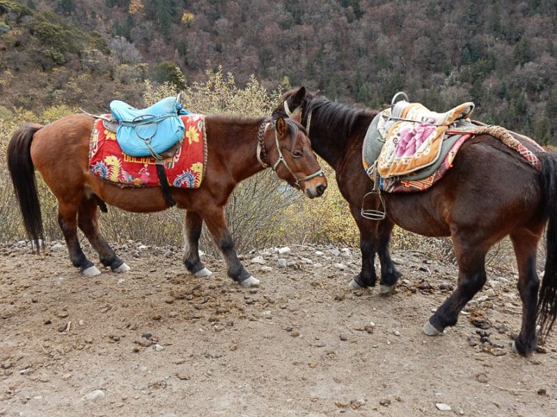 Siguniangshan, How to Visit Four Sisters Mountain - thetripgoeson